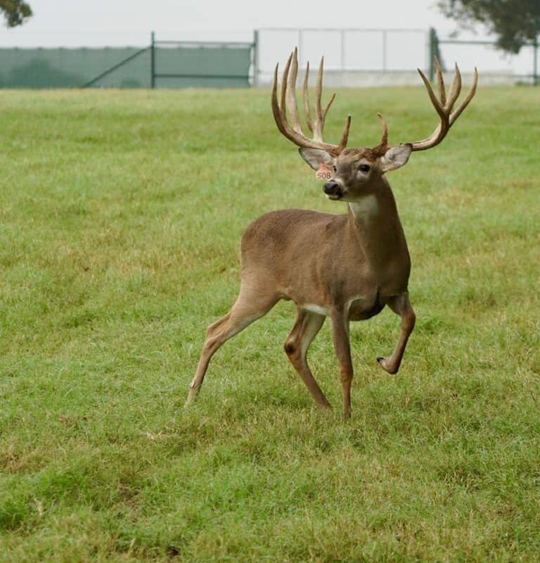 M3 Whitetails – McDaddy – Breeder Buck – Deer Breeder In Texas ...