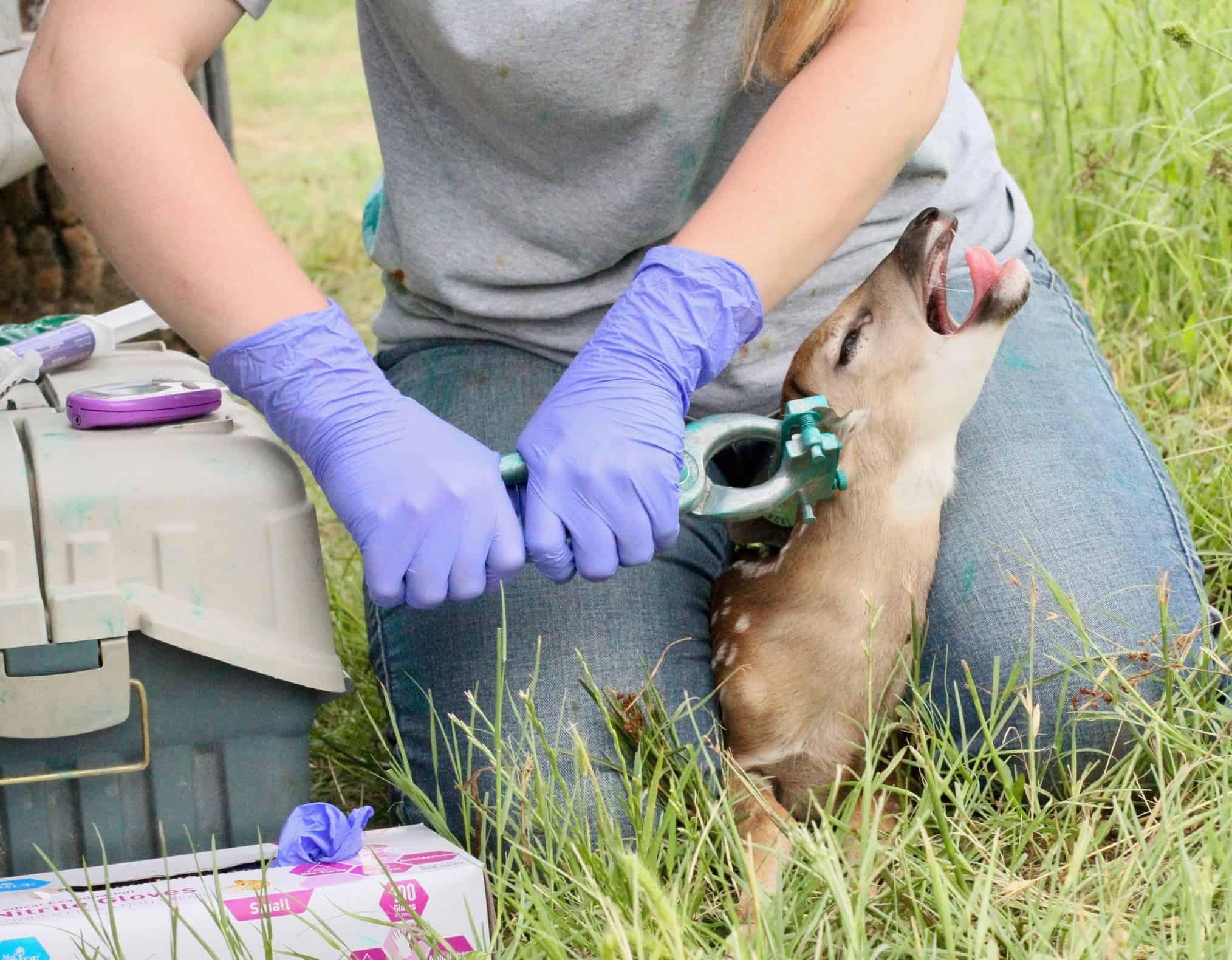 M3 Whitetails….. Who needs a fawn cradle? – Deer Breeder In Texas ...