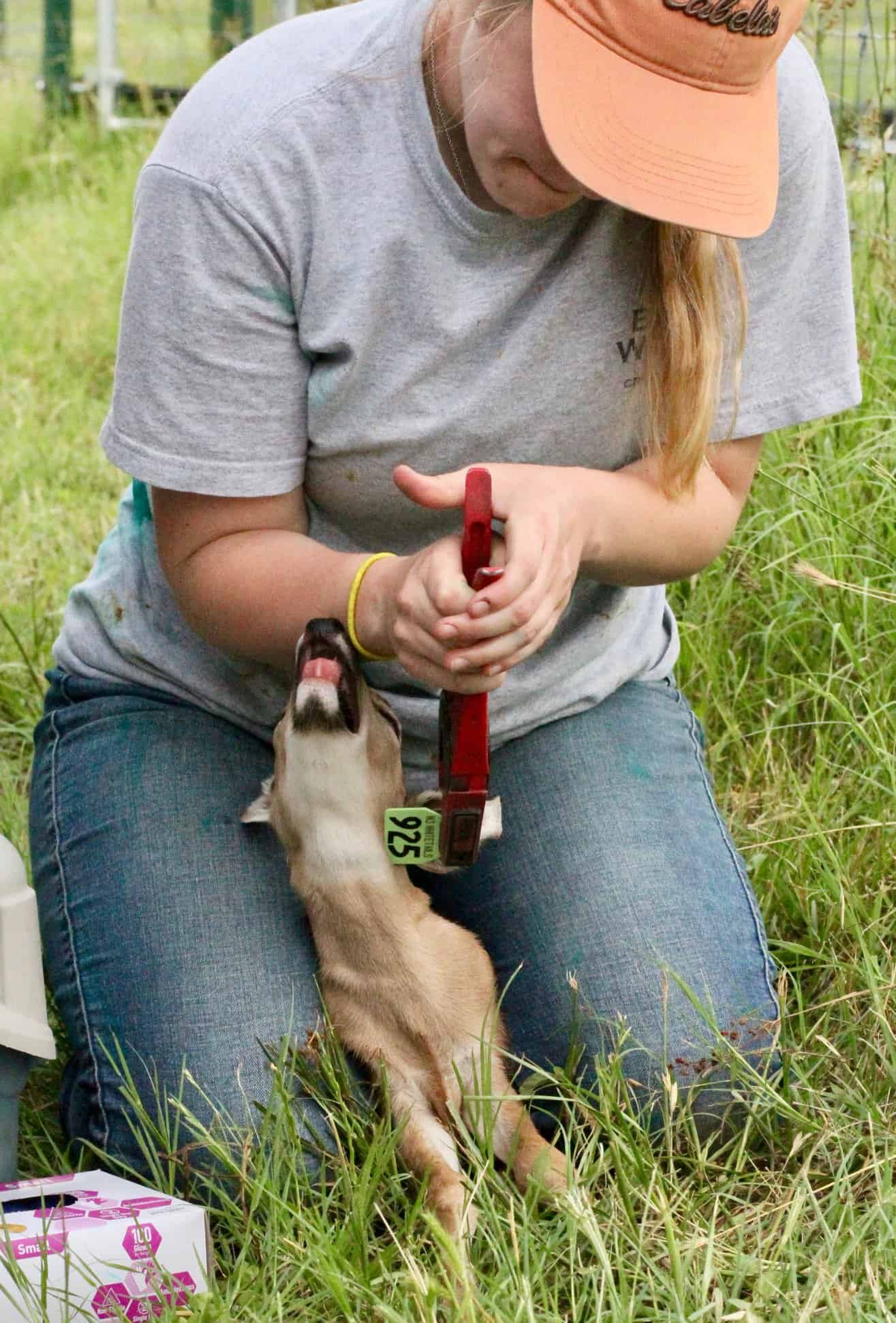 M3 Whitetails….. Who needs a fawn cradle? – Deer Breeder In Texas ...