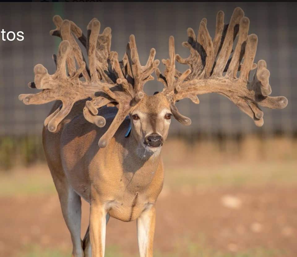 M3 Whitetails – First Fawns of the Year – Deer Breeder In Texas ...