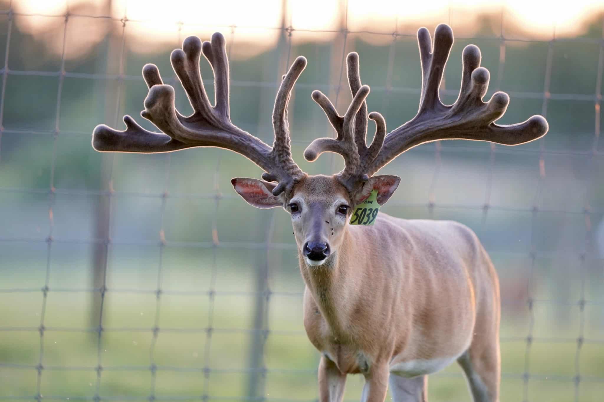 M3 Whitetails….. I remember when hunters liked wide whitetail deer ...