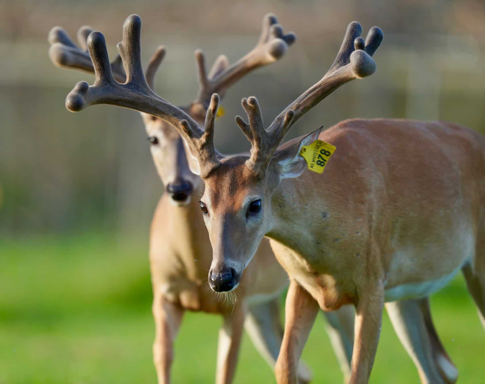 M3 Whitetails… McNificent and two of his yearling sons! – Deer Breeder ...
