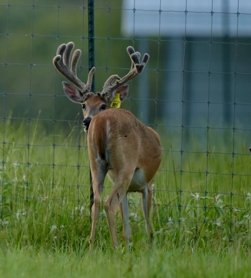 M3 Whitetails… Yearling bucks starting to look better! – Deer Breeder ...
