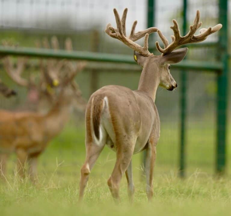 M3 Whitetails…McNificent and his two yearling McSons… – Deer Breeder In ...