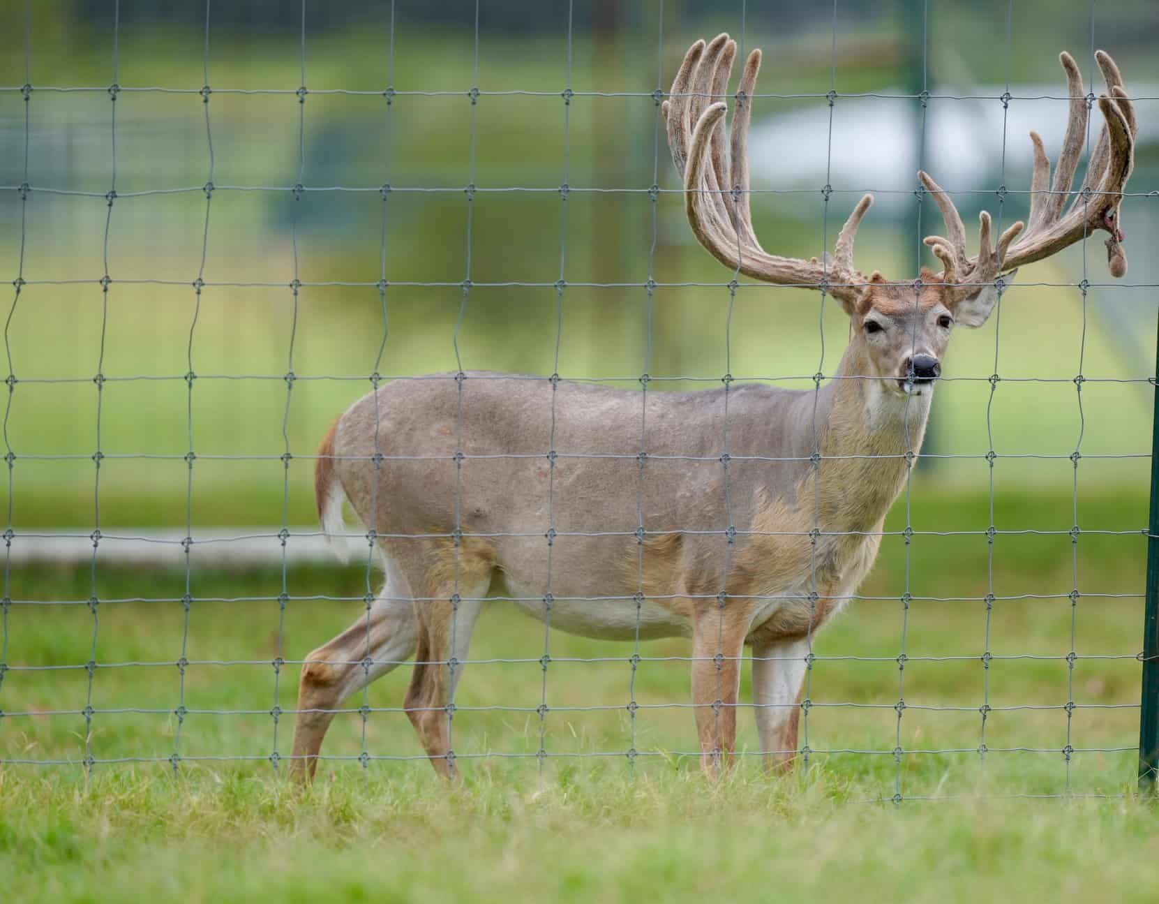 M3 Whitetails…McNificent and his two yearling McSons… – Deer Breeder In ...