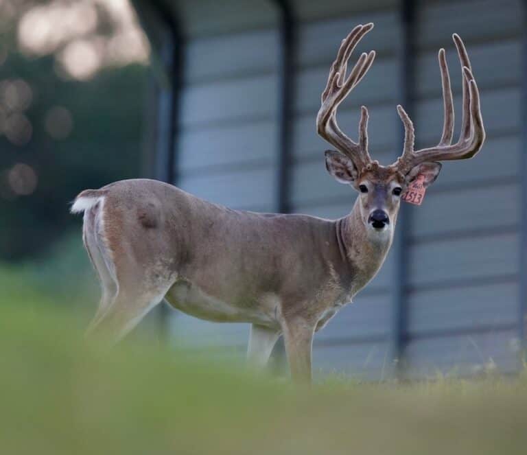 M3 Whitetails…. Last four stockers up for discussion – Deer Breeder In ...