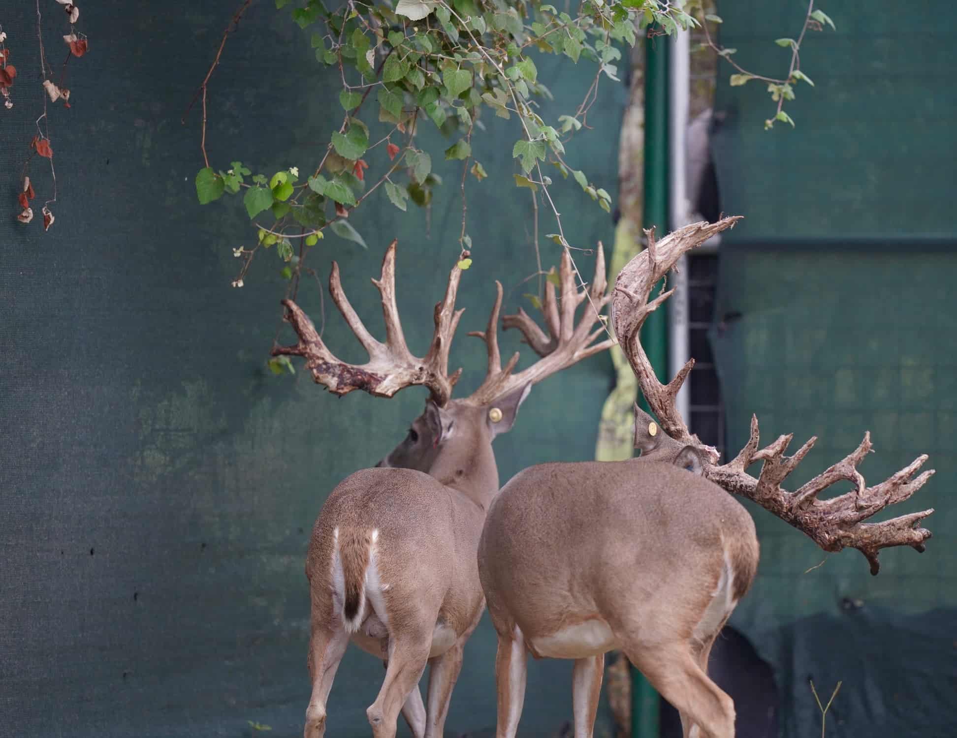 M3 Whitetails….Want to produce wide, clean, pretty bucks? – Deer ...
