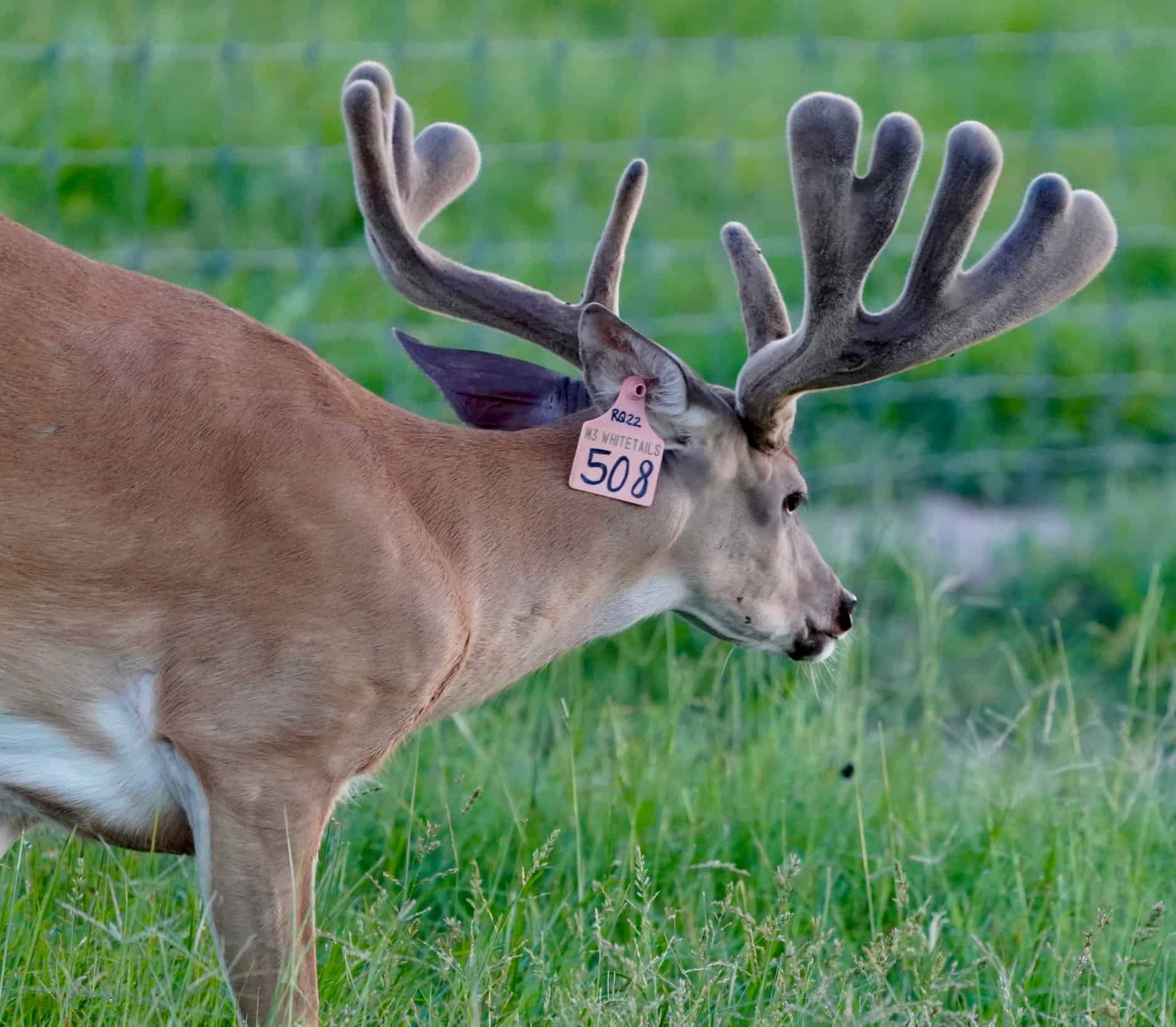 M3 Whitetails…. McWife, the ole camera and the back 40… – Deer Breeder ...
