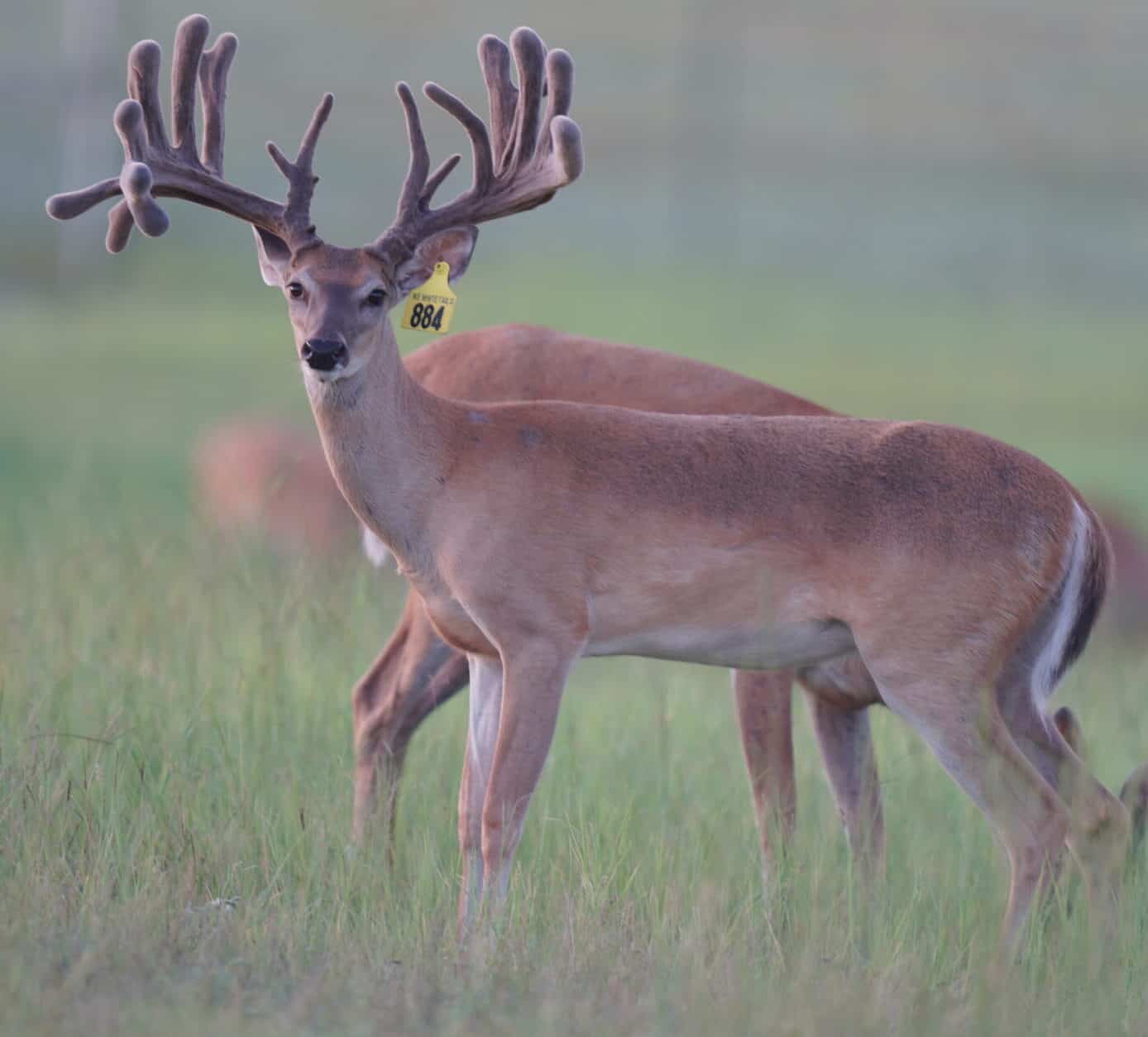 P 18 M3 Yellow 884 – Deer Breeder In Texas Whitetail Deer For Sale
