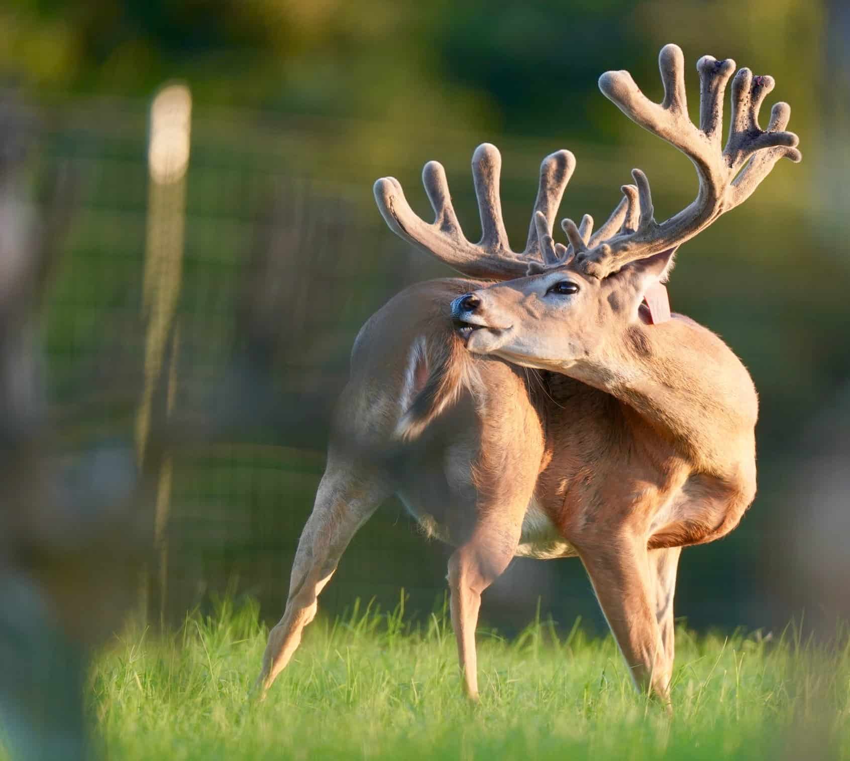 M3 Whitetails….. DMP Bucks, Stockers Bucks, Breeder Bucks.. – Deer ...