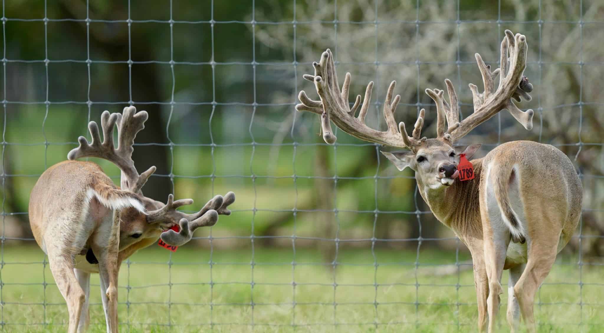 M3 Whitetails….. DMP Bucks, Stockers Bucks, Breeder Bucks.. – Deer ...