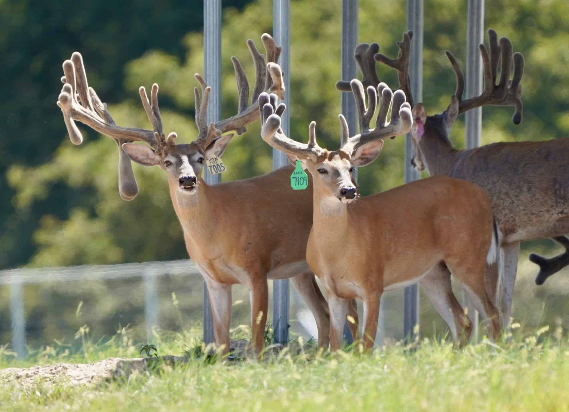 M3 Whitetails… Not everyone will come for cookies… – Deer Breeder In ...