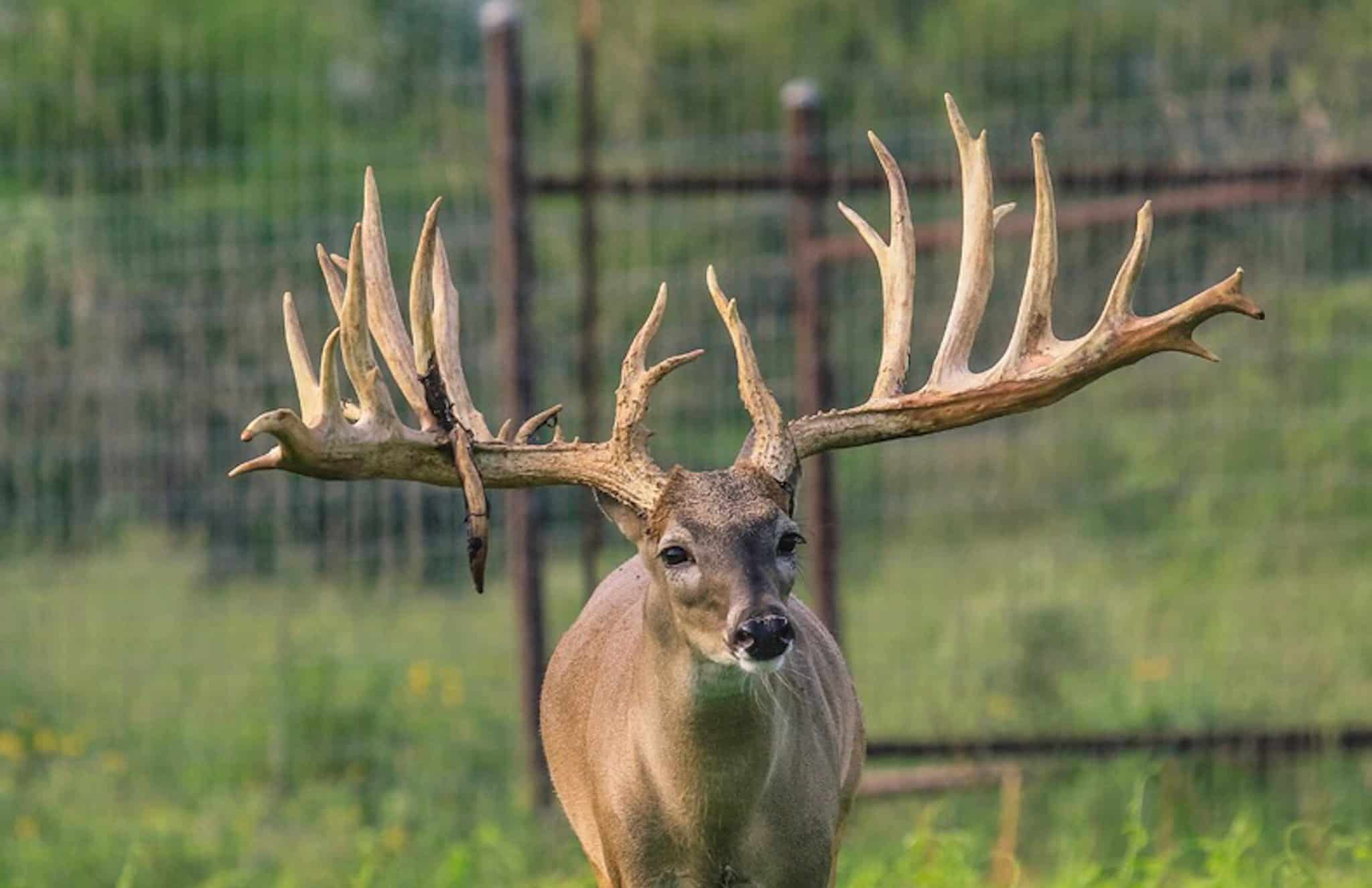 M3 Whitetails…wide on wide on wide on wide! – Deer Breeder In Texas ...