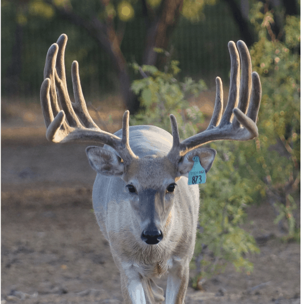 Perfect Dream 18 M3 873 Blue – Deer Breeder In Texas Whitetail Deer For ...