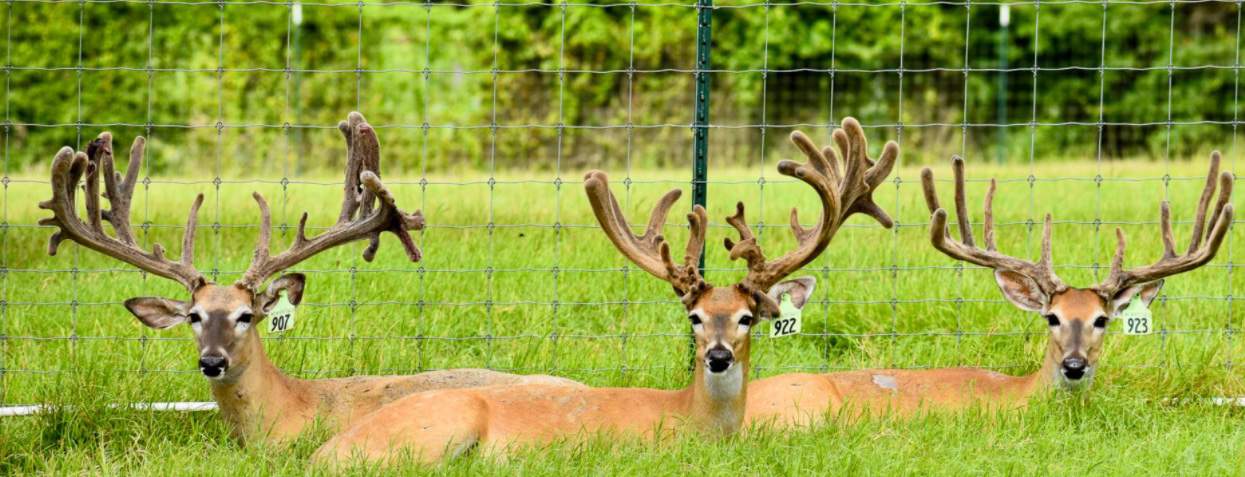 M3 Whitetails… Not to dinky! – Deer Breeder In Texas Whitetail Deer For ...