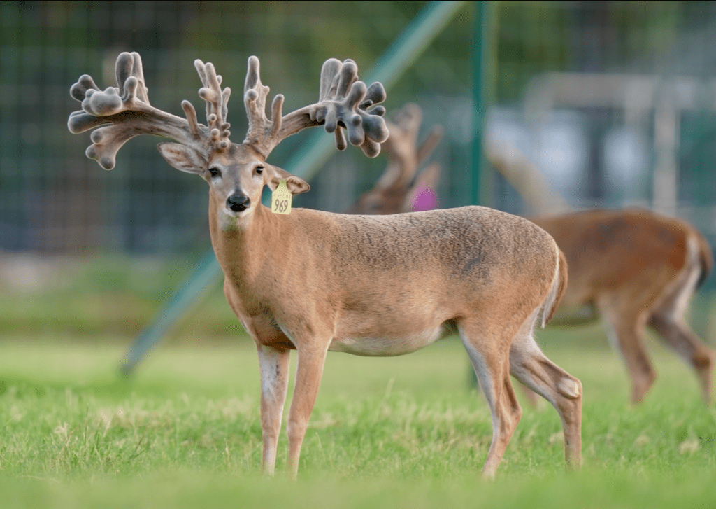 M3 Whitetails….McBucks showing some promise! – Deer Breeder In Texas ...
