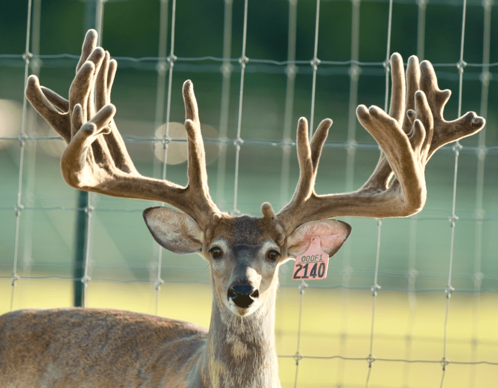 M3 Whitetails…. One of my prettiest Mc2-Year olds! – Deer Breeder In ...