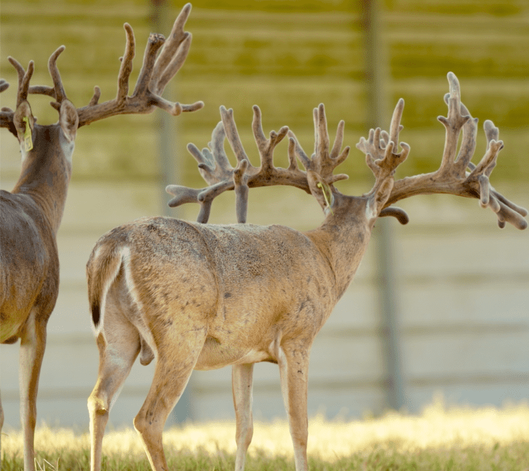 M3 Whitetails….It is Hot Hot Hot and Dry Dry Dry! – Deer Breeder In ...