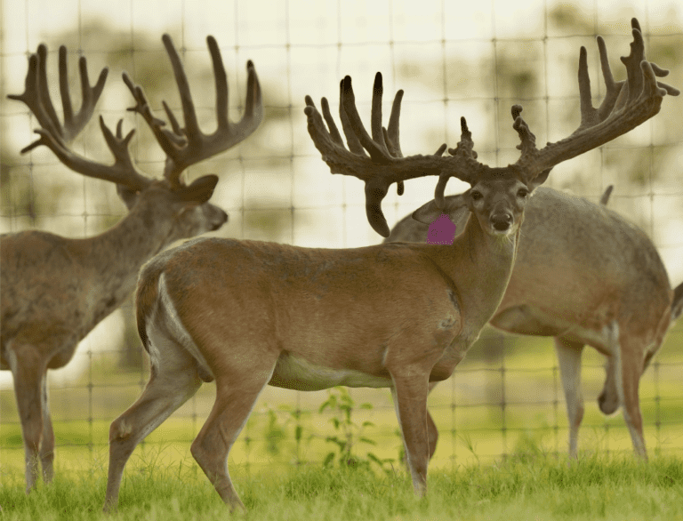 M3 Whitetails….It is Hot Hot Hot and Dry Dry Dry! – Deer Breeder In ...