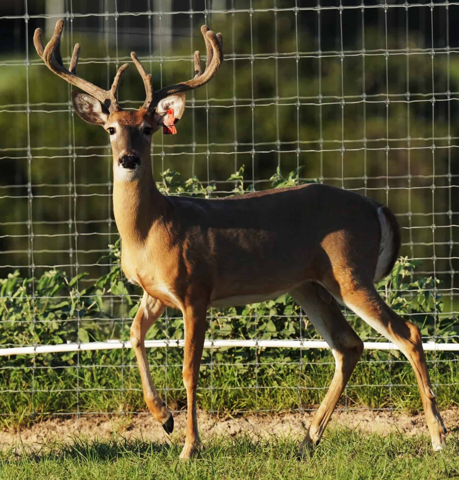 SOLD CG Battle Stitch 21 M3-Orange 271 T2 Not Detected – Deer Breeder ...
