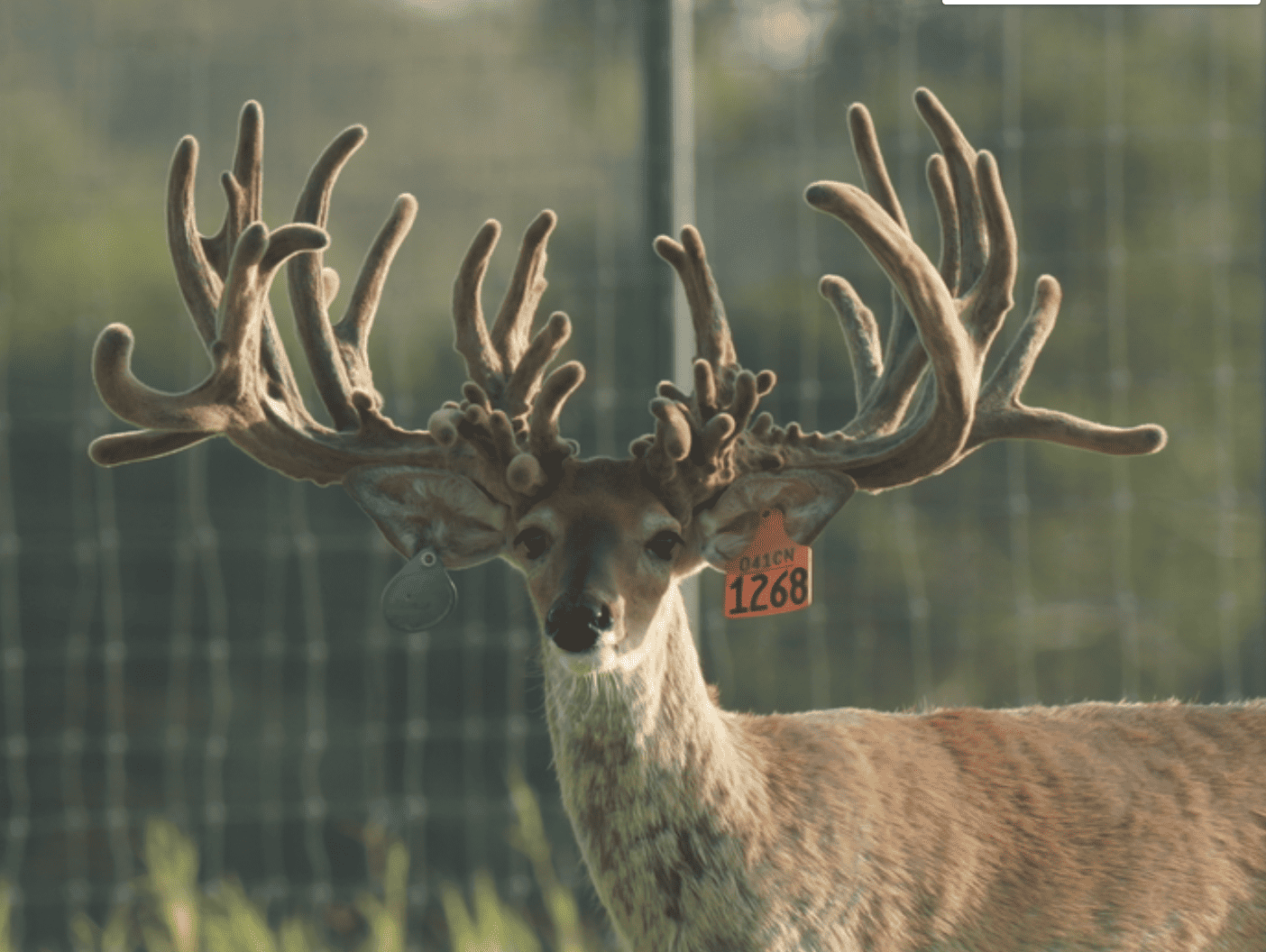 Breeder & SS Deer – Deer Breeder In Texas Whitetail Deer For Sale