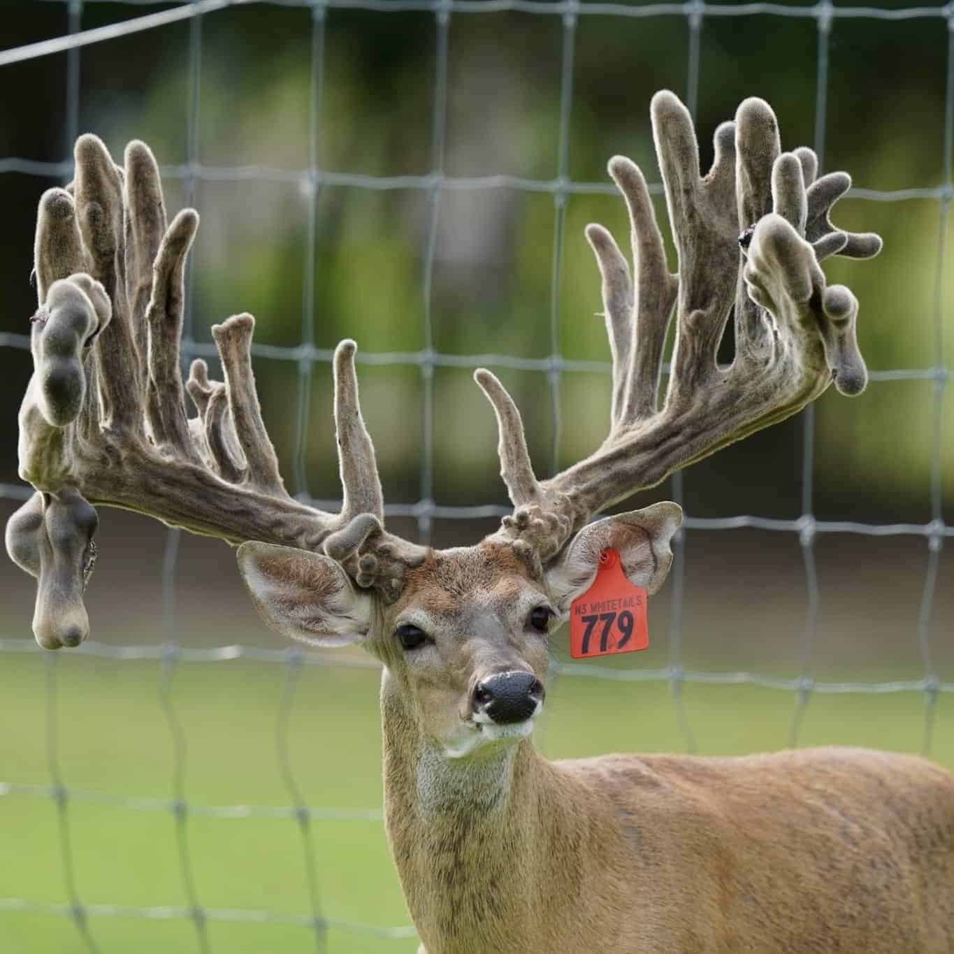 Breeder & SS Deer – Deer Breeder In Texas Whitetail Deer For Sale