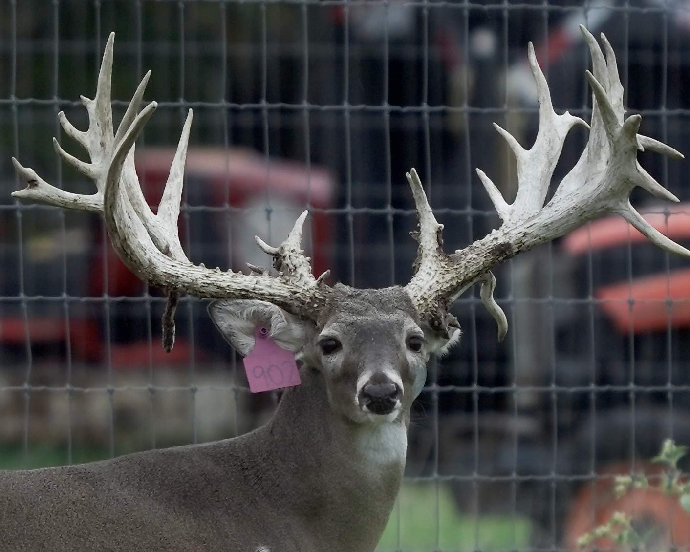 Breeder & SS Deer – Deer Breeder In Texas Whitetail Deer For Sale