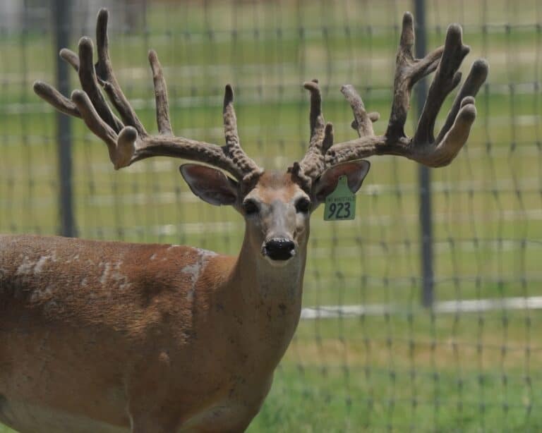 Breeder & SS Deer – Deer Breeder In Texas Whitetail Deer For Sale