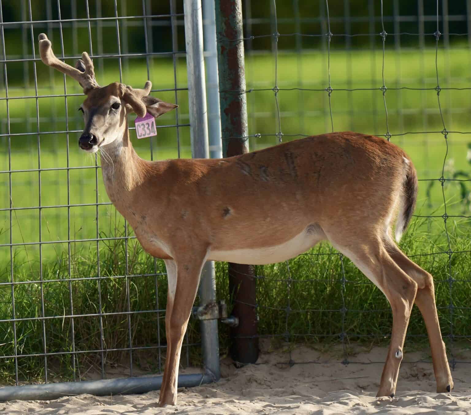 Breeder & SS Deer – Deer Breeder In Texas Whitetail Deer For Sale