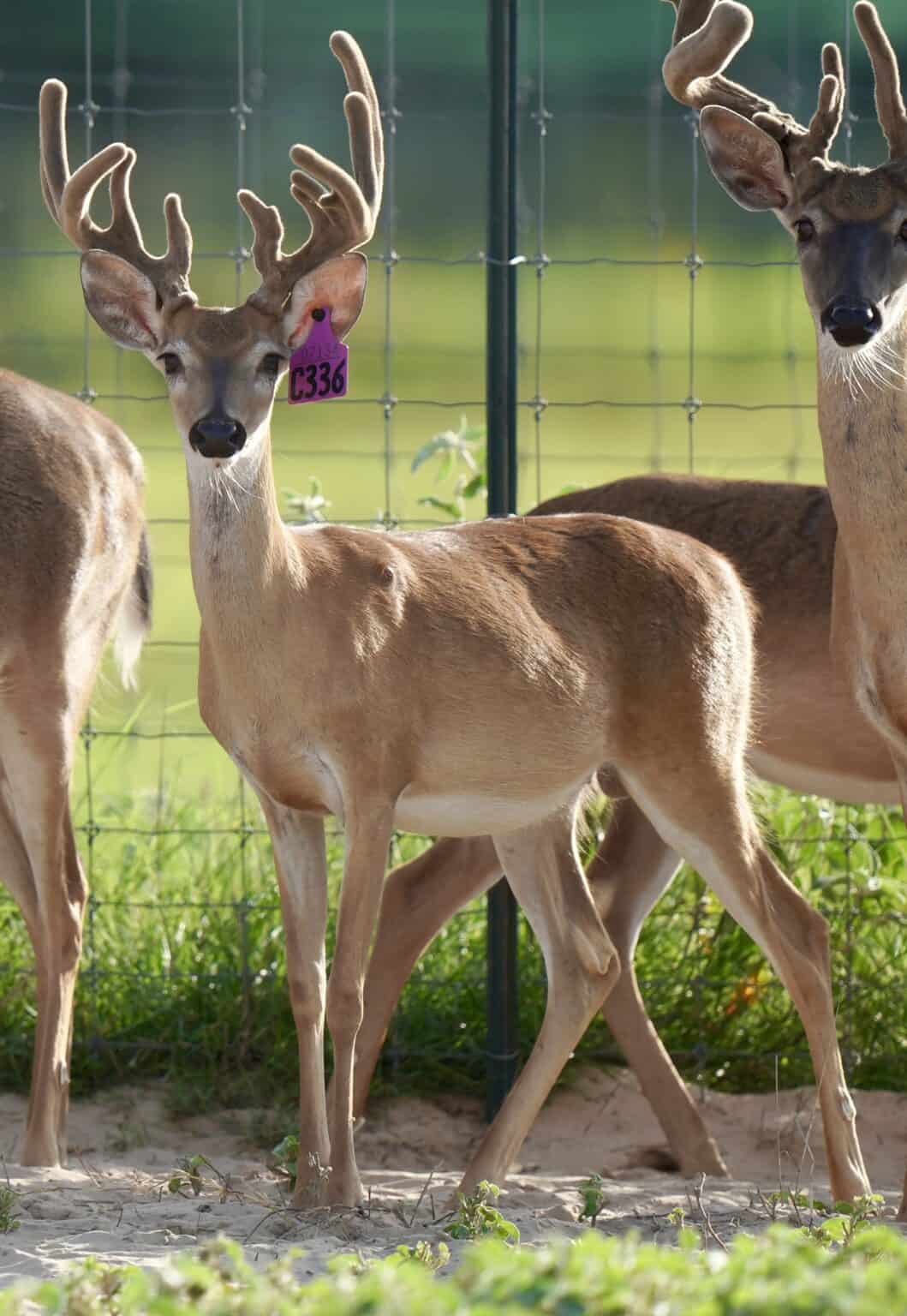 Breeder & SS Deer – Deer Breeder In Texas Whitetail Deer For Sale