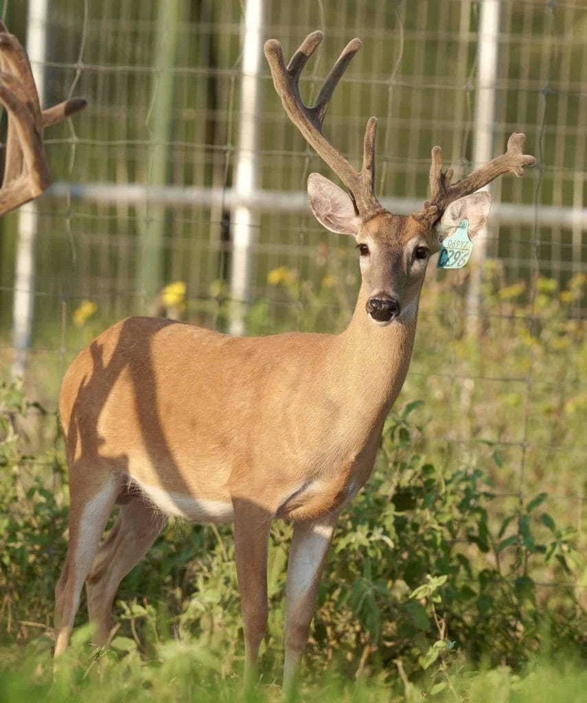 Breeder & SS Deer – Deer Breeder In Texas Whitetail Deer For Sale
